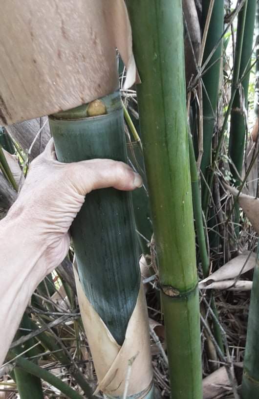 Engraving on bamboo. A full instruction